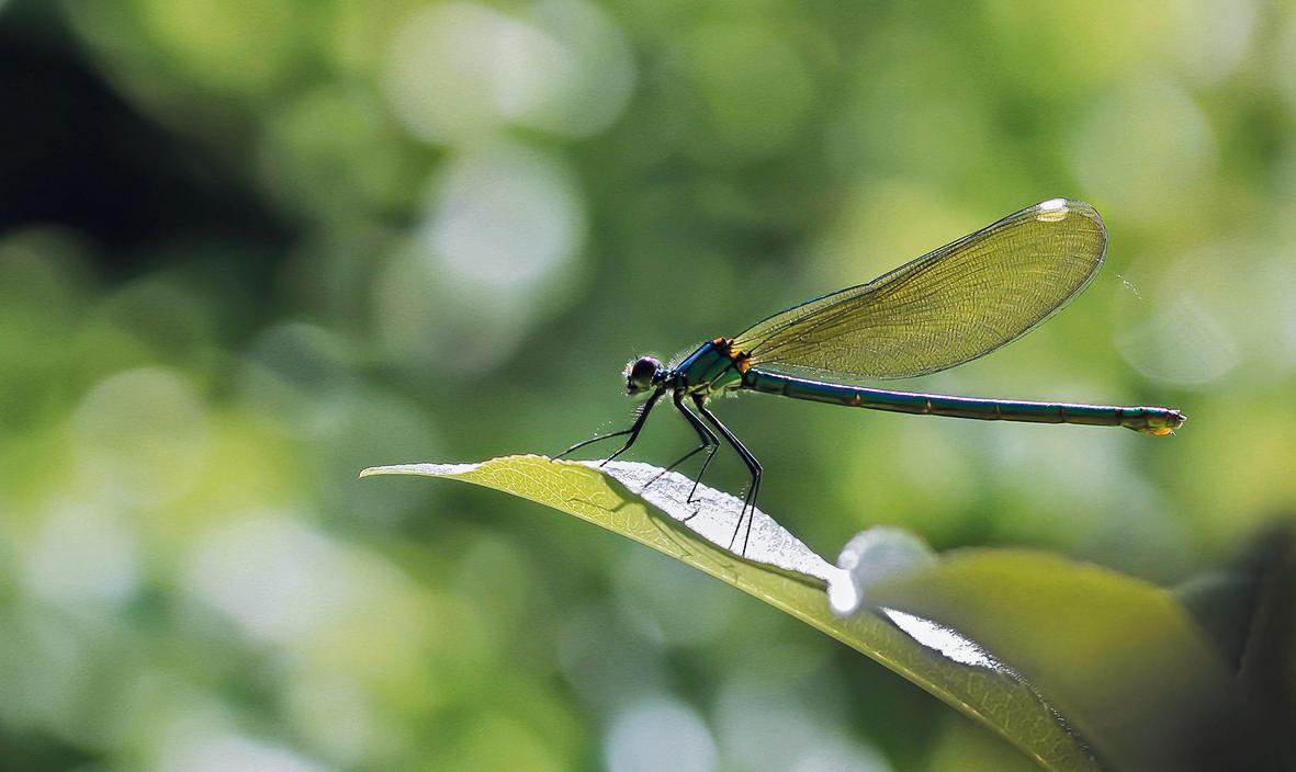 Veranstaltungen | Rust